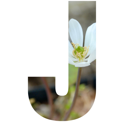 By Letters A to Z – Fieldstone Gardens Inc