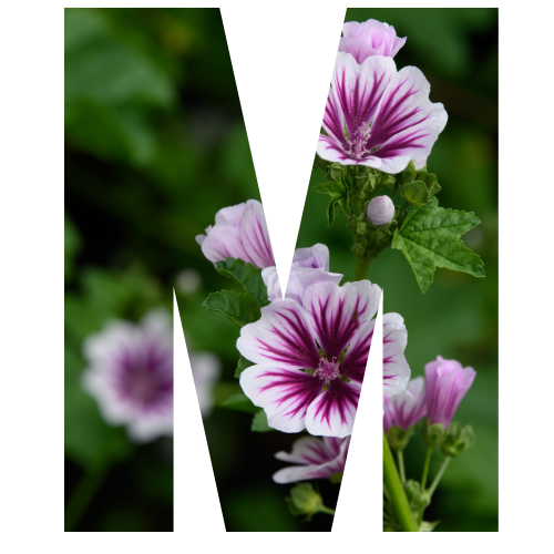 By Letters A to Z – Fieldstone Gardens Inc