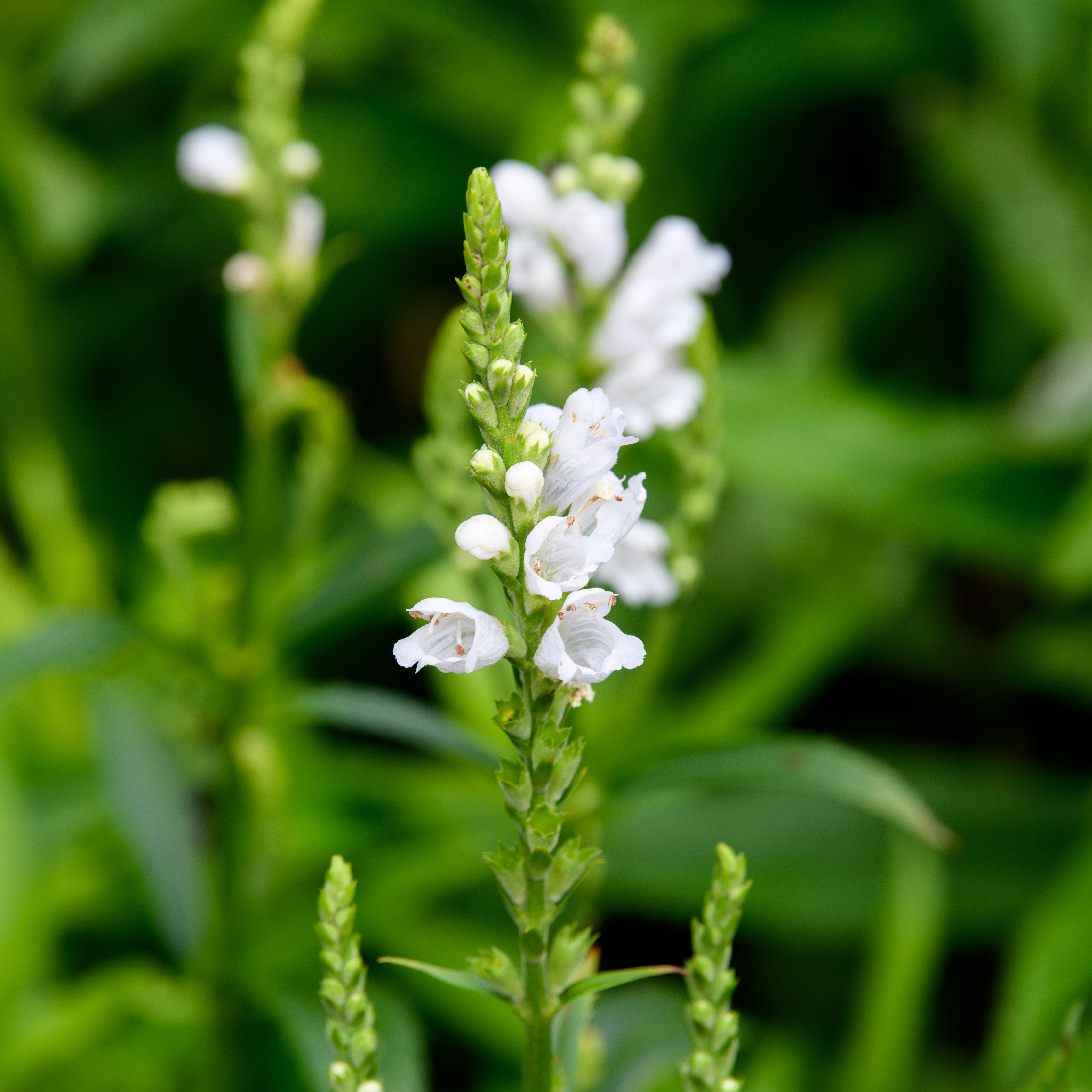 Perennials by theme – Fieldstone Gardens Inc