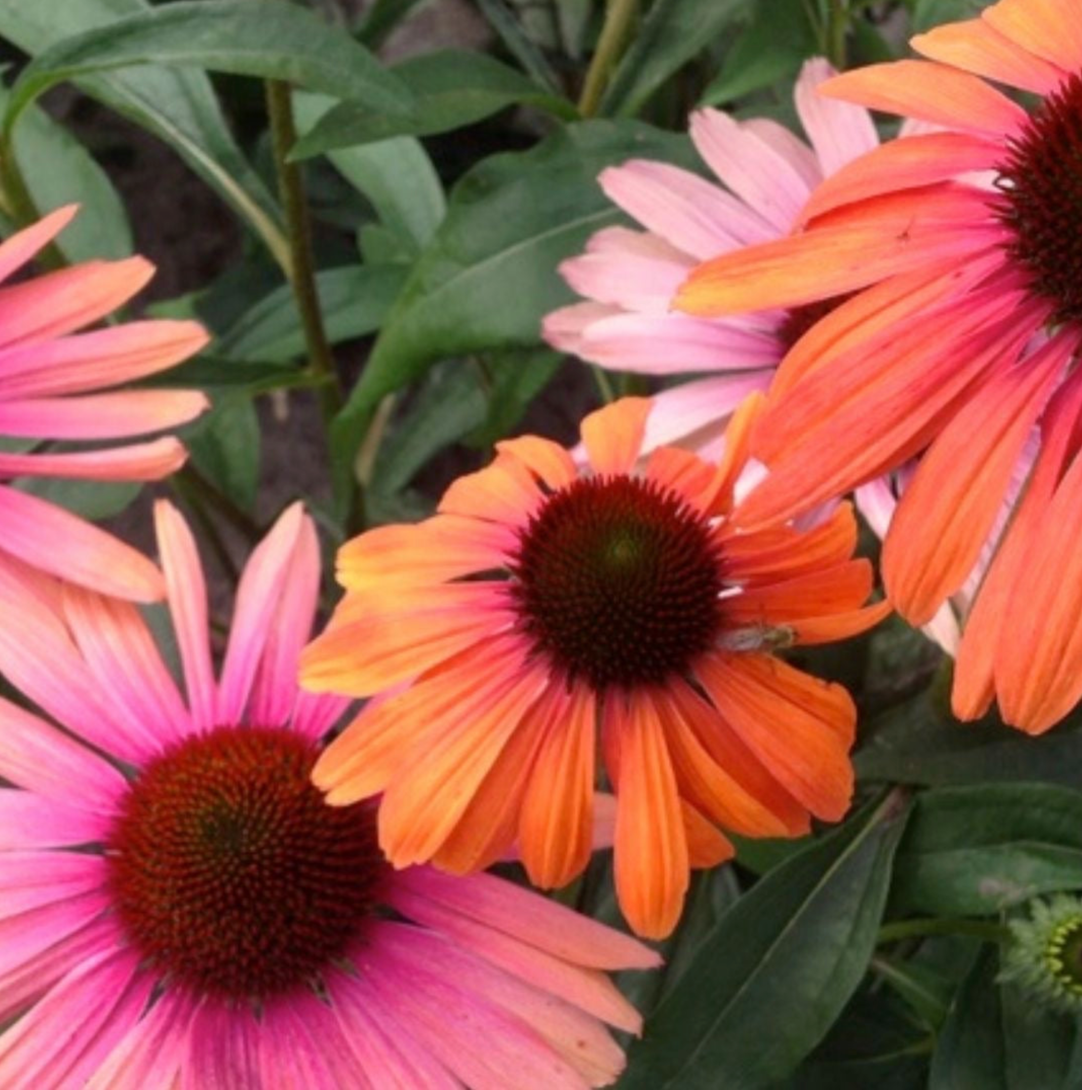 Flower Color - Mixed – Fieldstone Gardens Inc