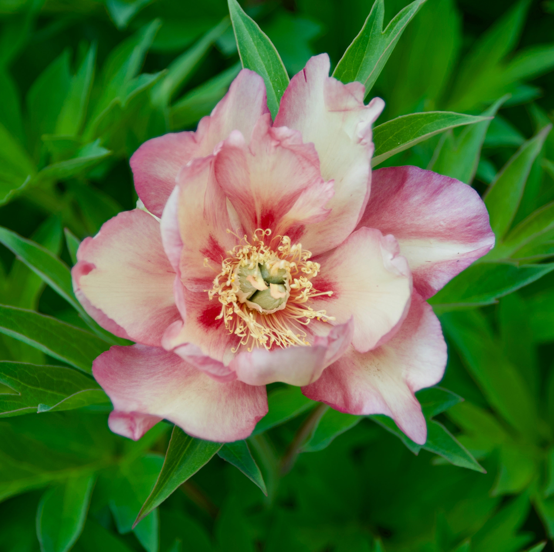 Flower Color - Coral/Peach/Salmon – Fieldstone Gardens Inc