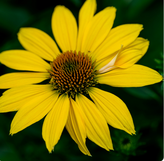 Flower Color - Yellow/Chartreuse – Fieldstone Gardens Inc