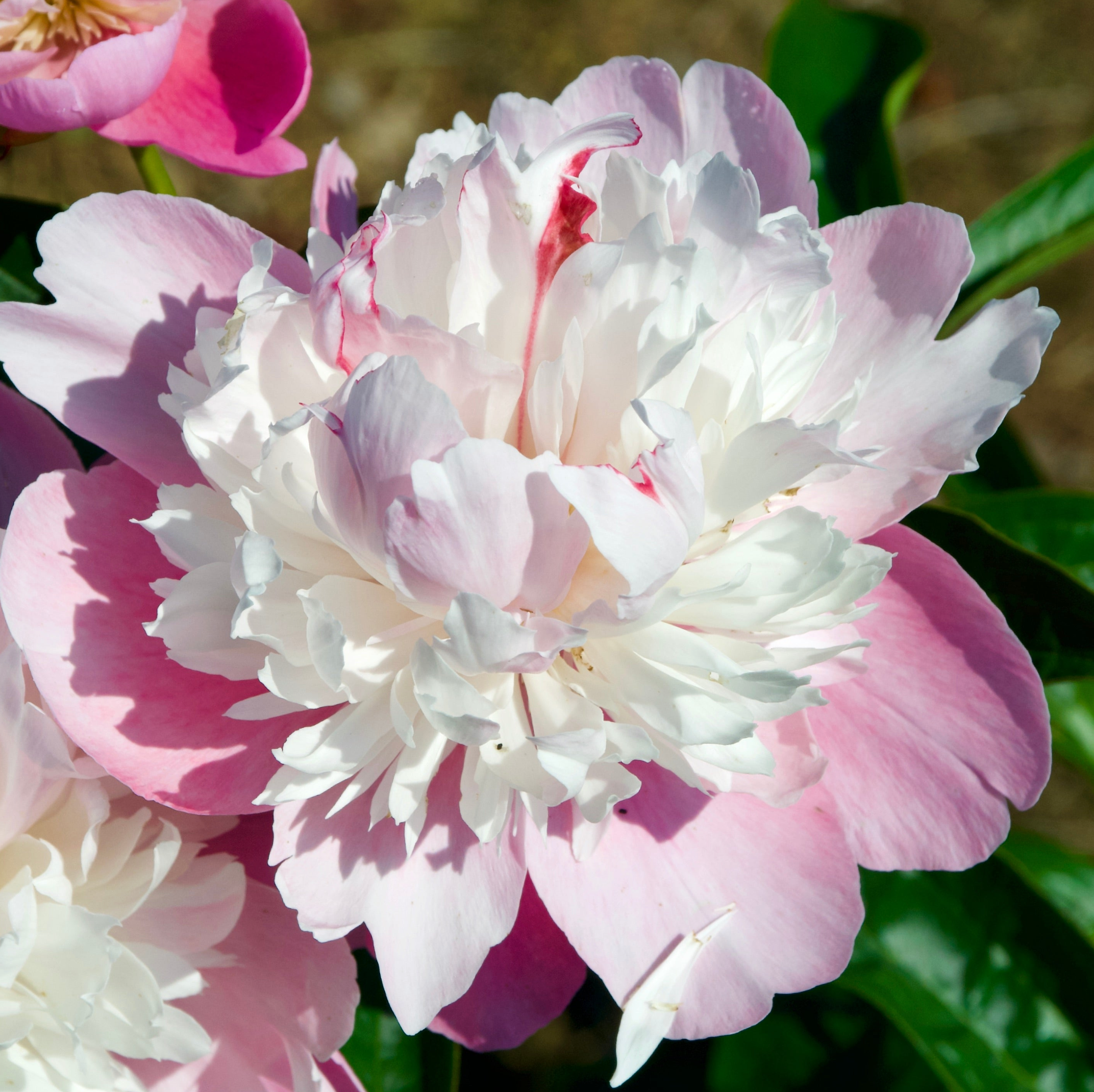 Special feature - Cut Flowers – Fieldstone Gardens Inc
