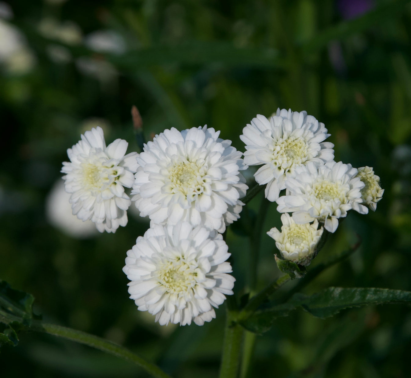 Achillea ptarmica 'Peter Cottontail' (Yarrow) – Fieldstone Gardens Inc