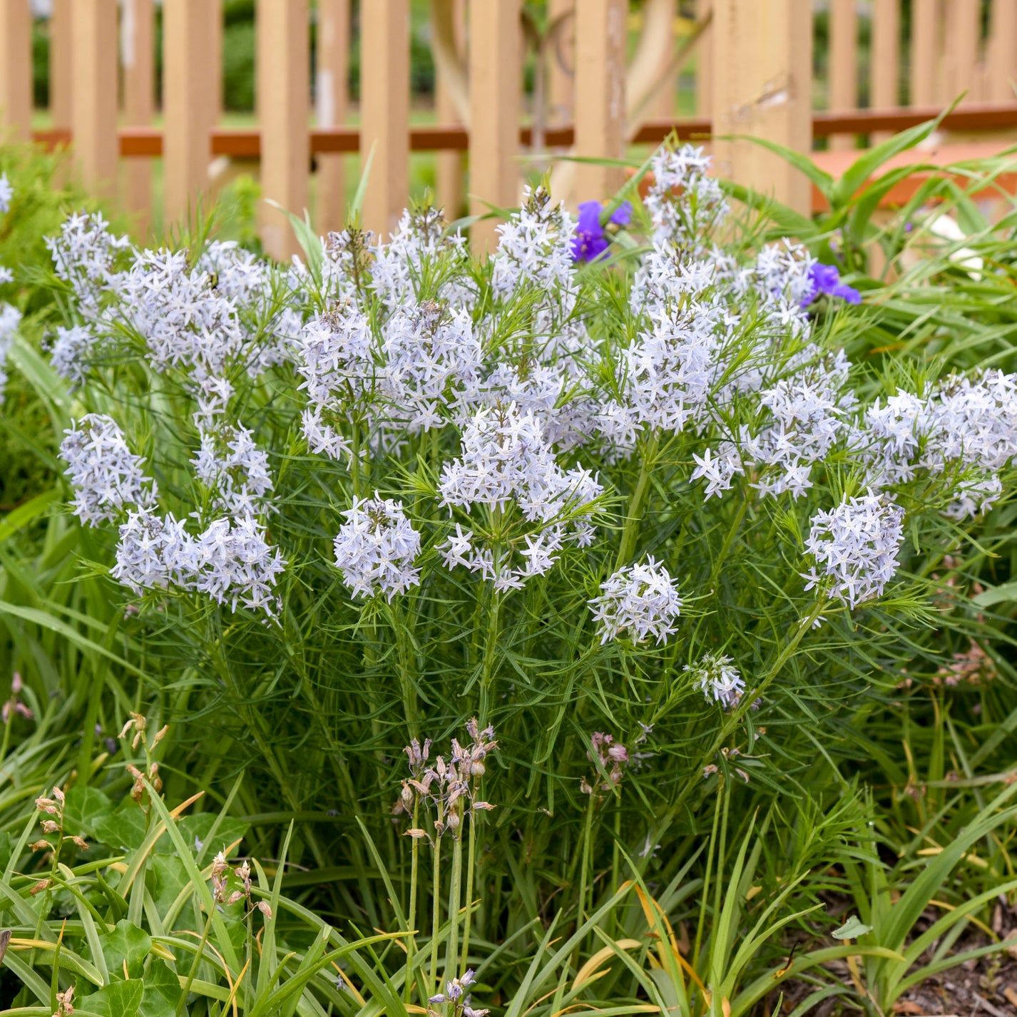 Amsonia x 'String Theory' (Narrow Leaf Blue Star) – Fieldstone Gardens Inc