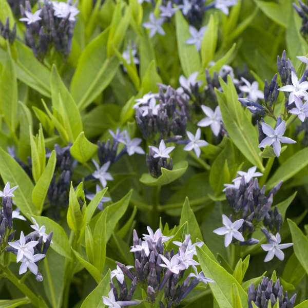 Amsonia x 'Blue Ice' (Narrow Leaf Blue Star) – Fieldstone Gardens Inc