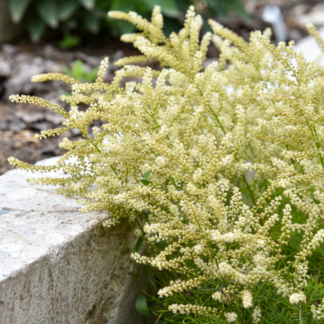 ARUNCUS (Goatsbeard) – Fieldstone Gardens Inc