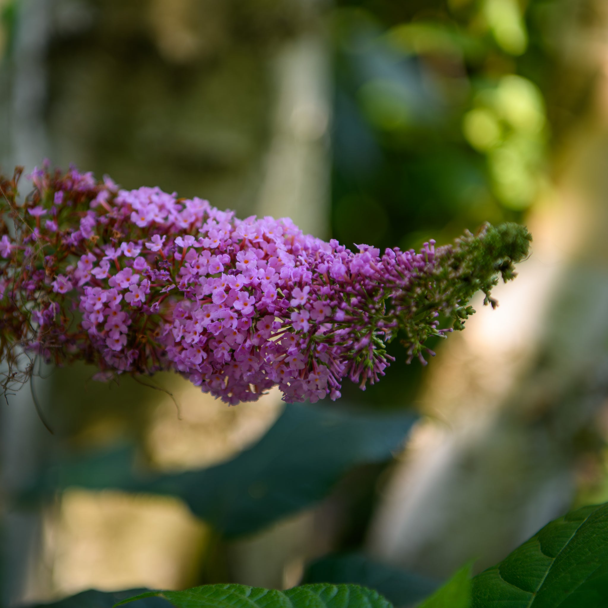 Buddleia 'Pink Delight' – Fieldstone Gardens Inc