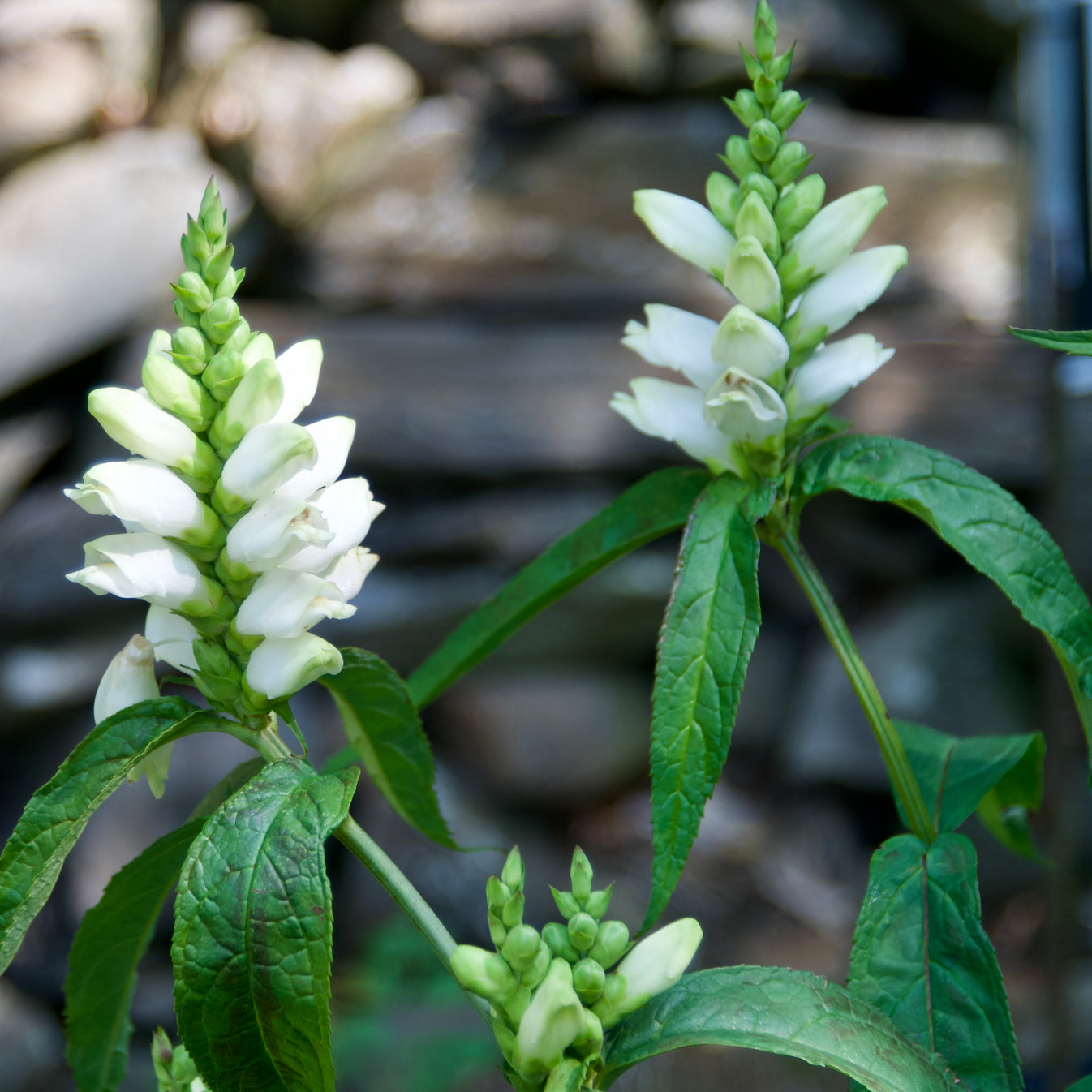 Chelone glabra 'Black Ace' – Fieldstone Gardens Inc