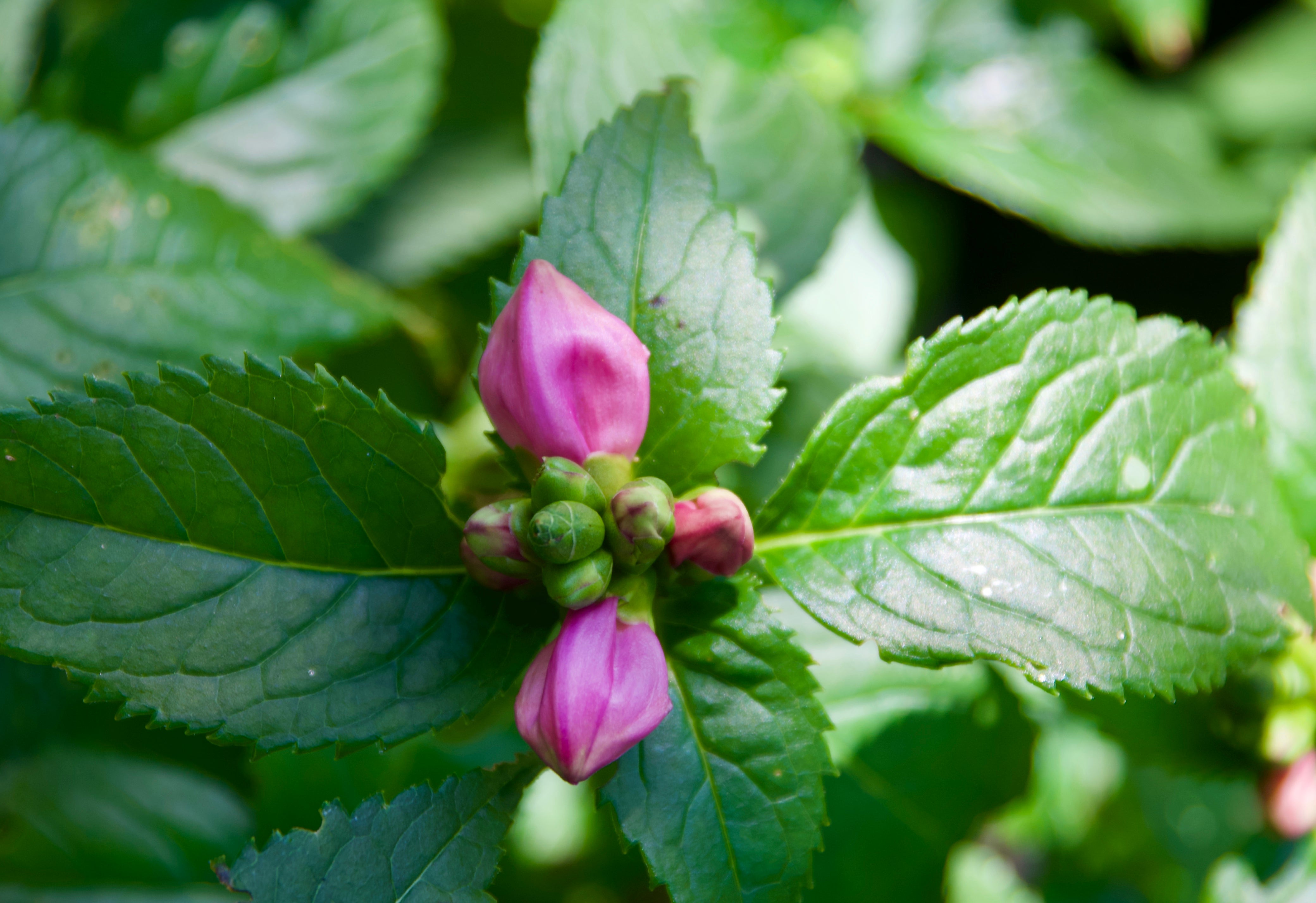 Chelone obliqua 'Tiny Tortuga' – Fieldstone Gardens Inc