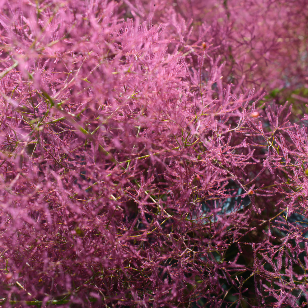 Cotinus coggyaria 'Velvet Fog' - Smokebush – Fieldstone Gardens Inc