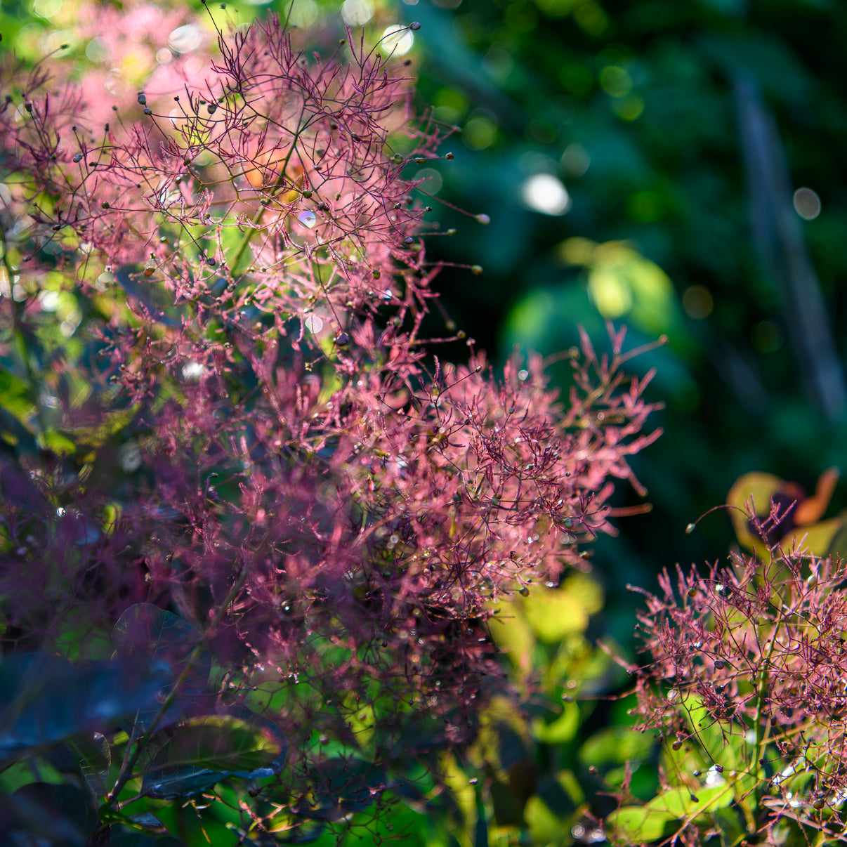 Cotinus coggyaria 'Velvet Fog' - Smokebush – Fieldstone Gardens Inc