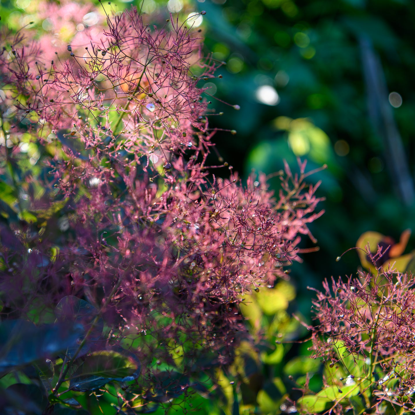 Cotinus coggyaria 'Velvet Fog' - Smokebush – Fieldstone Gardens Inc