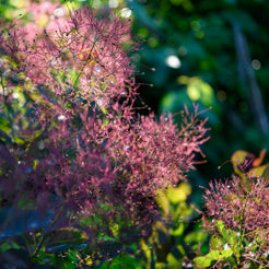 Cotinus coggyaria 'Velvet Fog' - Smokebush – Fieldstone Gardens Inc