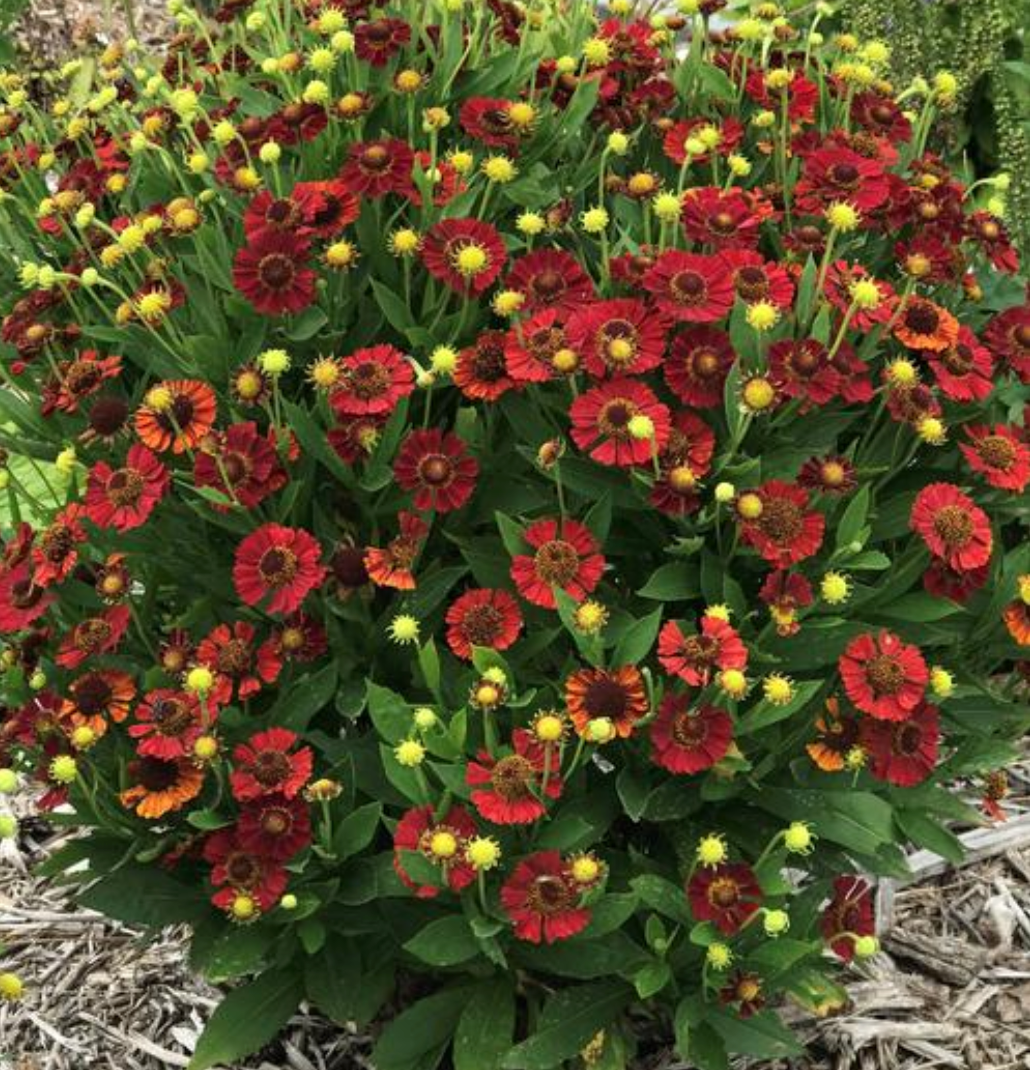 Helenium autumnale Mariachi™ 'Salsa' – Fieldstone Gardens Inc