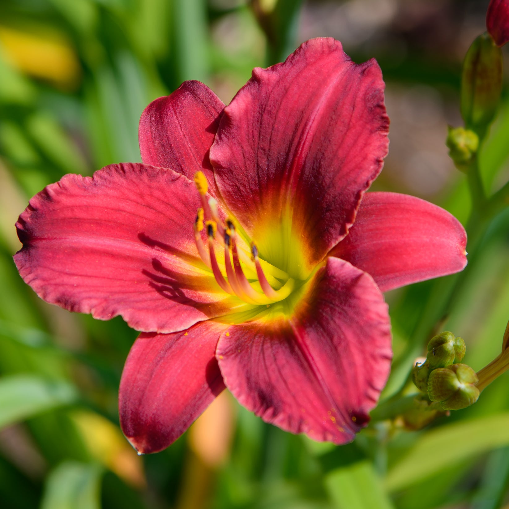 Hemerocallis 'Ruby Stella' (Daylily) – Fieldstone Gardens Inc
