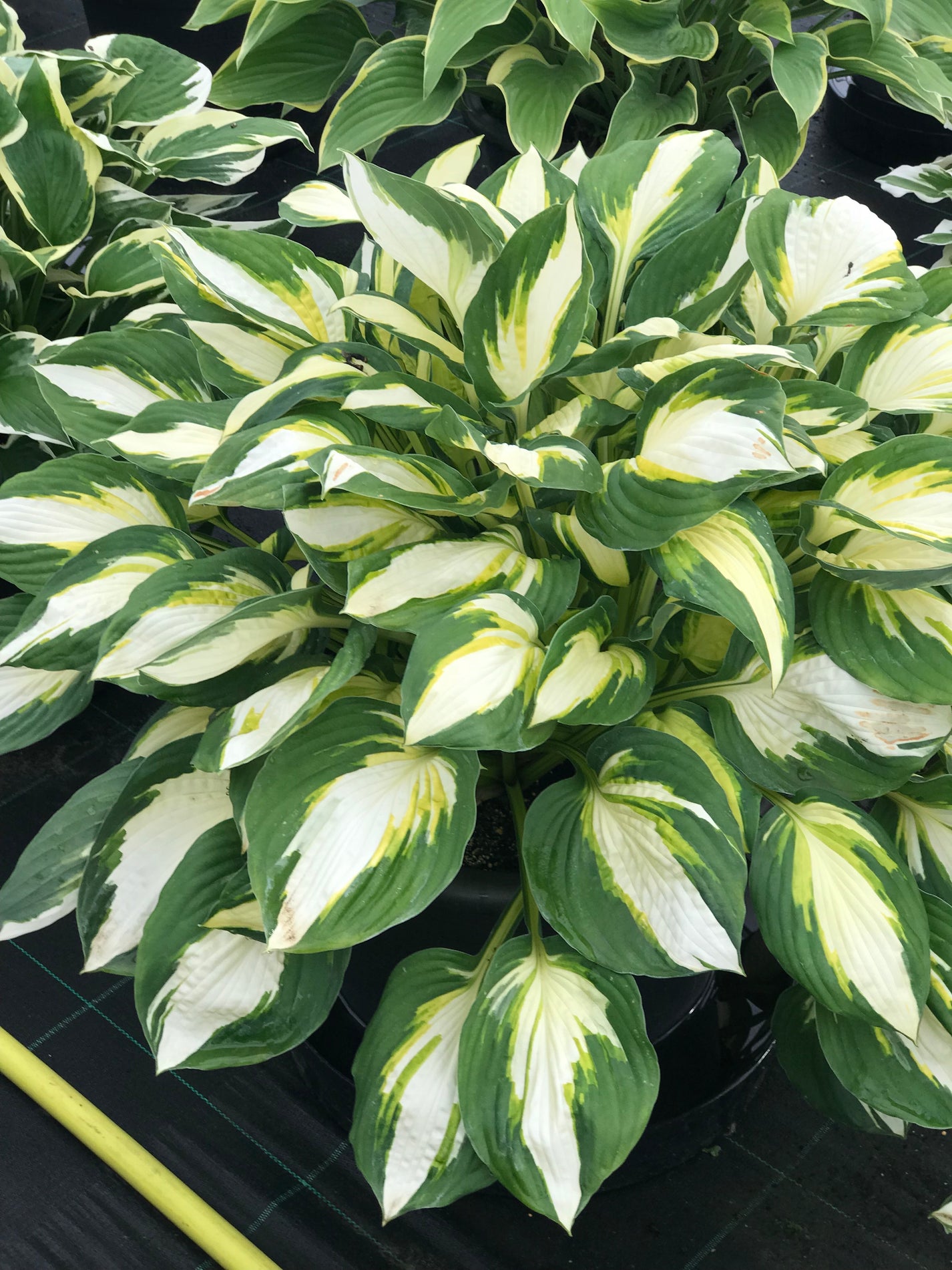 Hosta 'Color Festival' – Fieldstone Gardens Inc