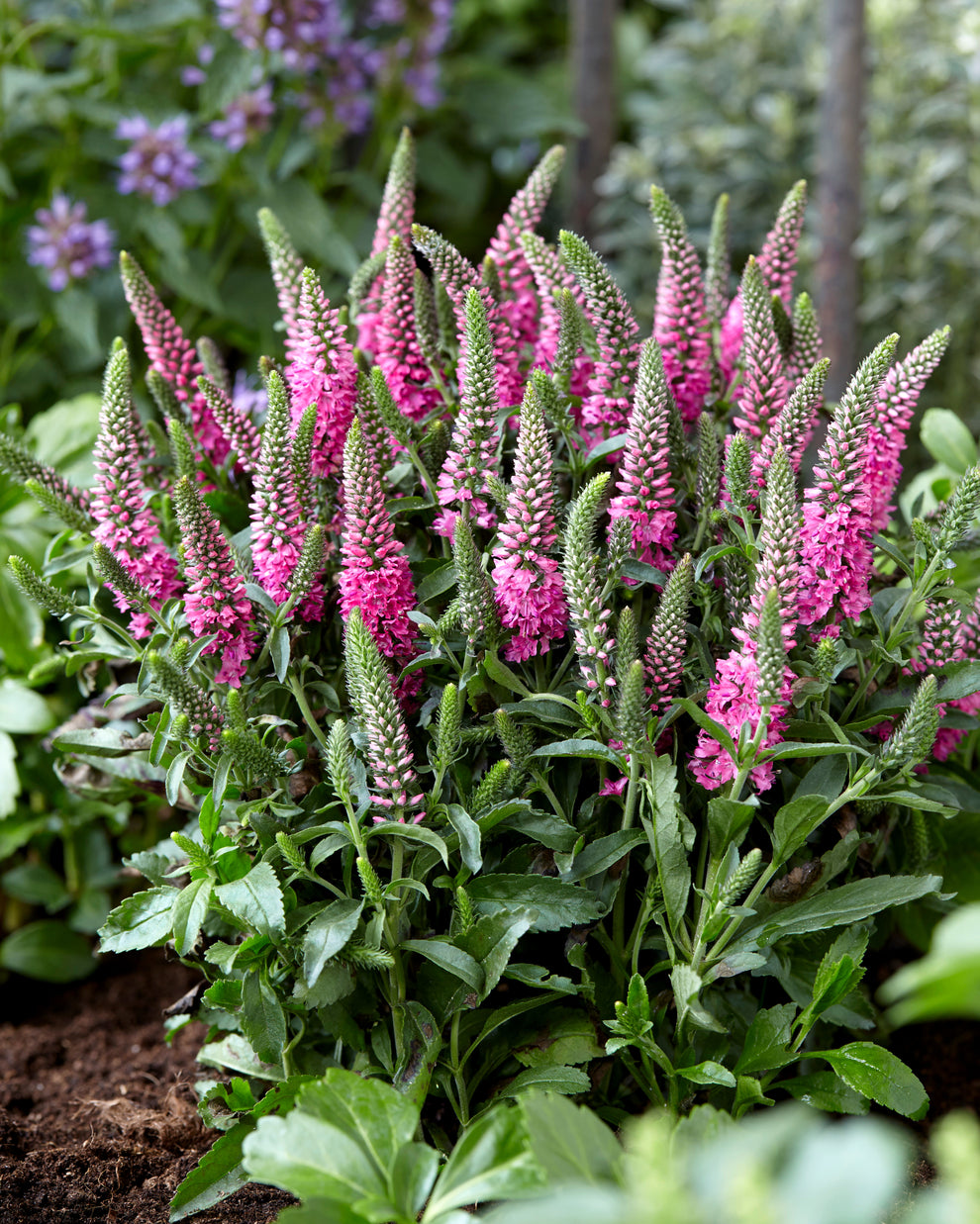 Veronica spicata 'Pink Candles' (Speedwell) – Fieldstone Gardens Inc