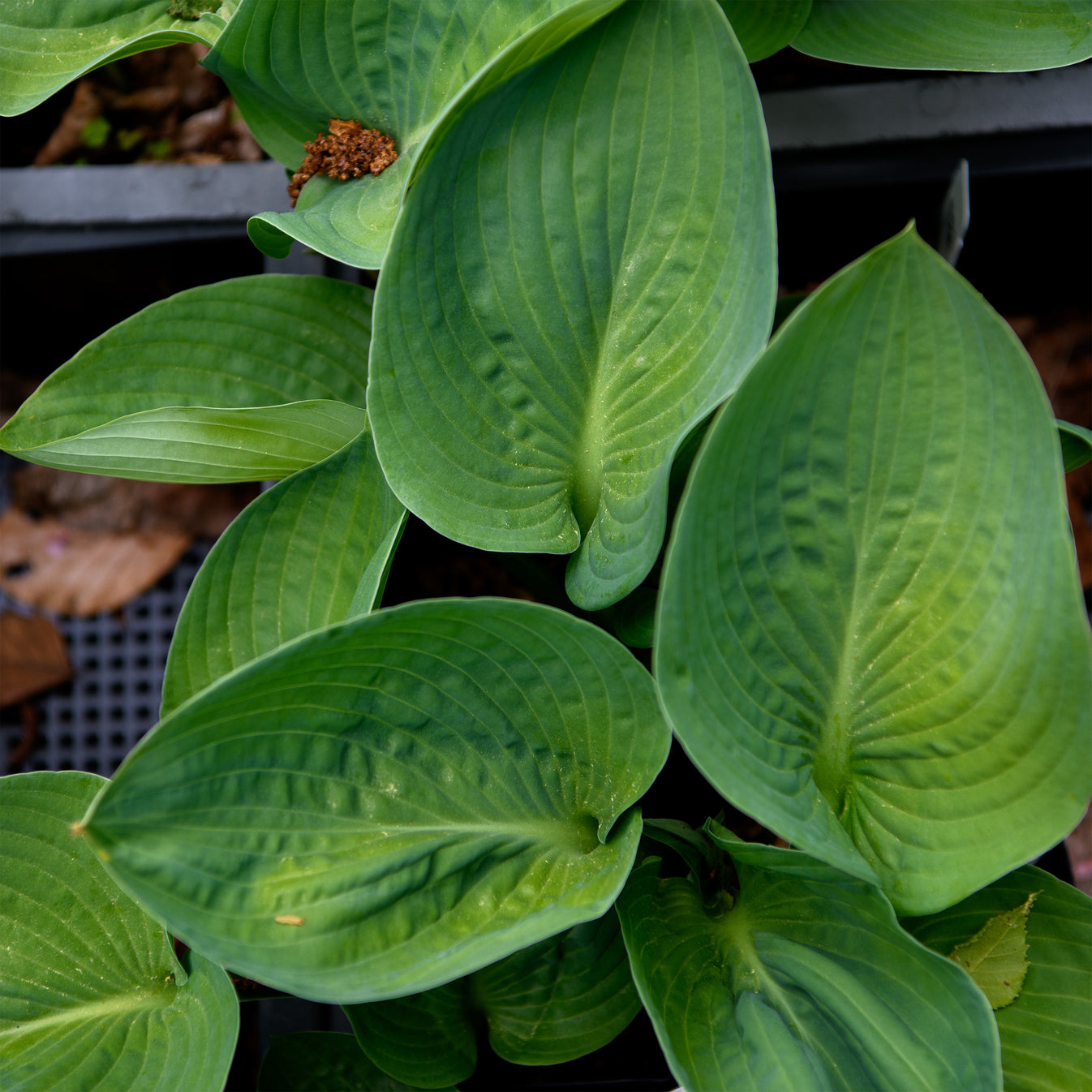 Hosta 'Millennium' – Fieldstone Gardens Inc