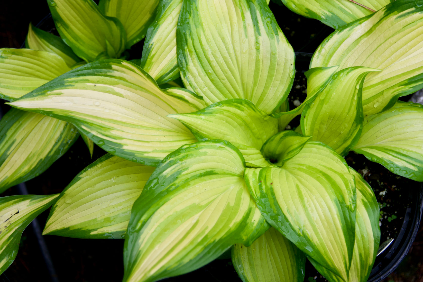 Hosta 'On Stage' – Fieldstone Gardens Inc