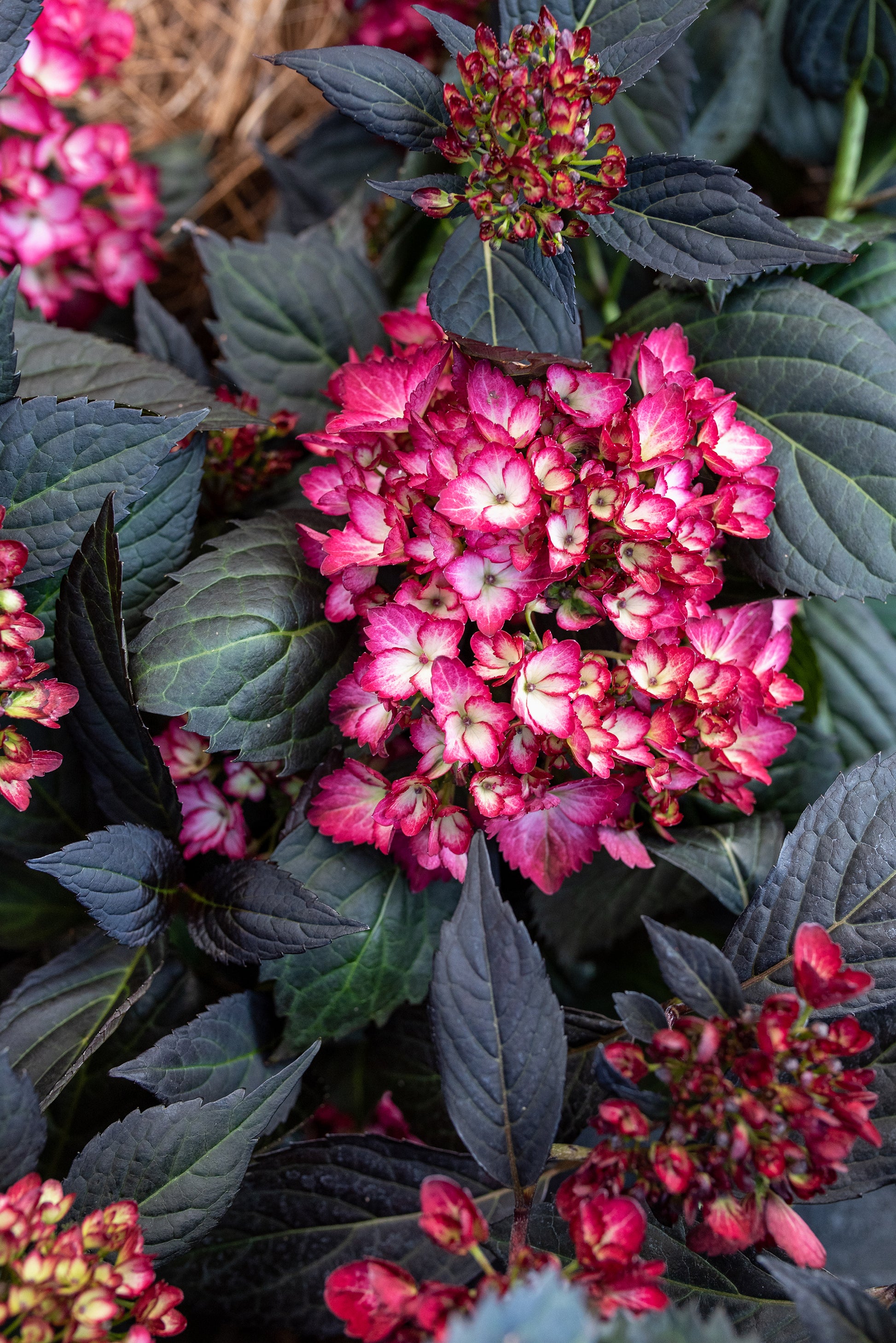 Hydrangea macrophylla First Editions® 'Eclipse'® – Fieldstone Gardens Inc