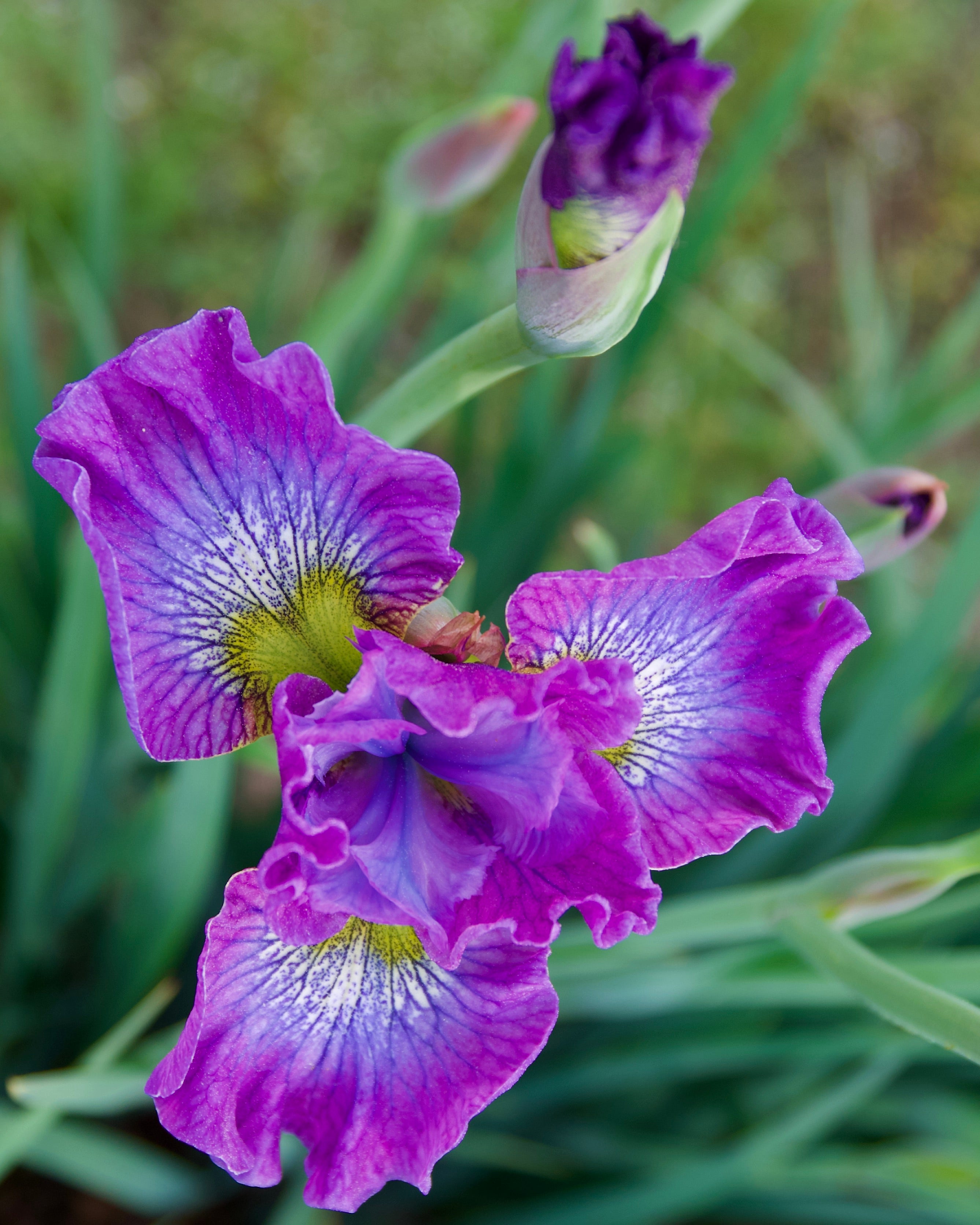 Iris sibirica 'Home Town Girl' – Fieldstone Gardens Inc
