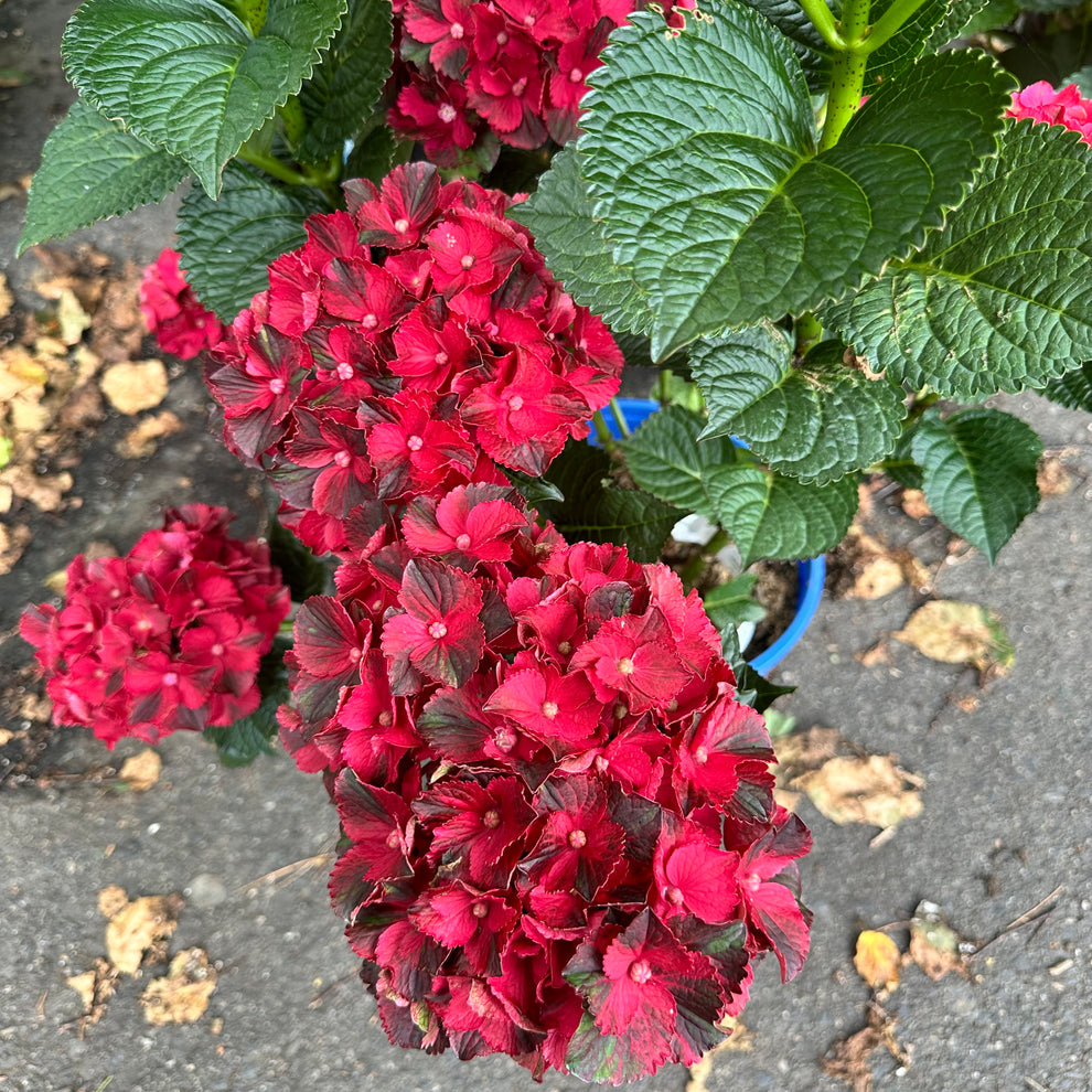 Hydrangea macrophylla 'Cherry-Go-Round'™ (Bigleaf hydrangea ...