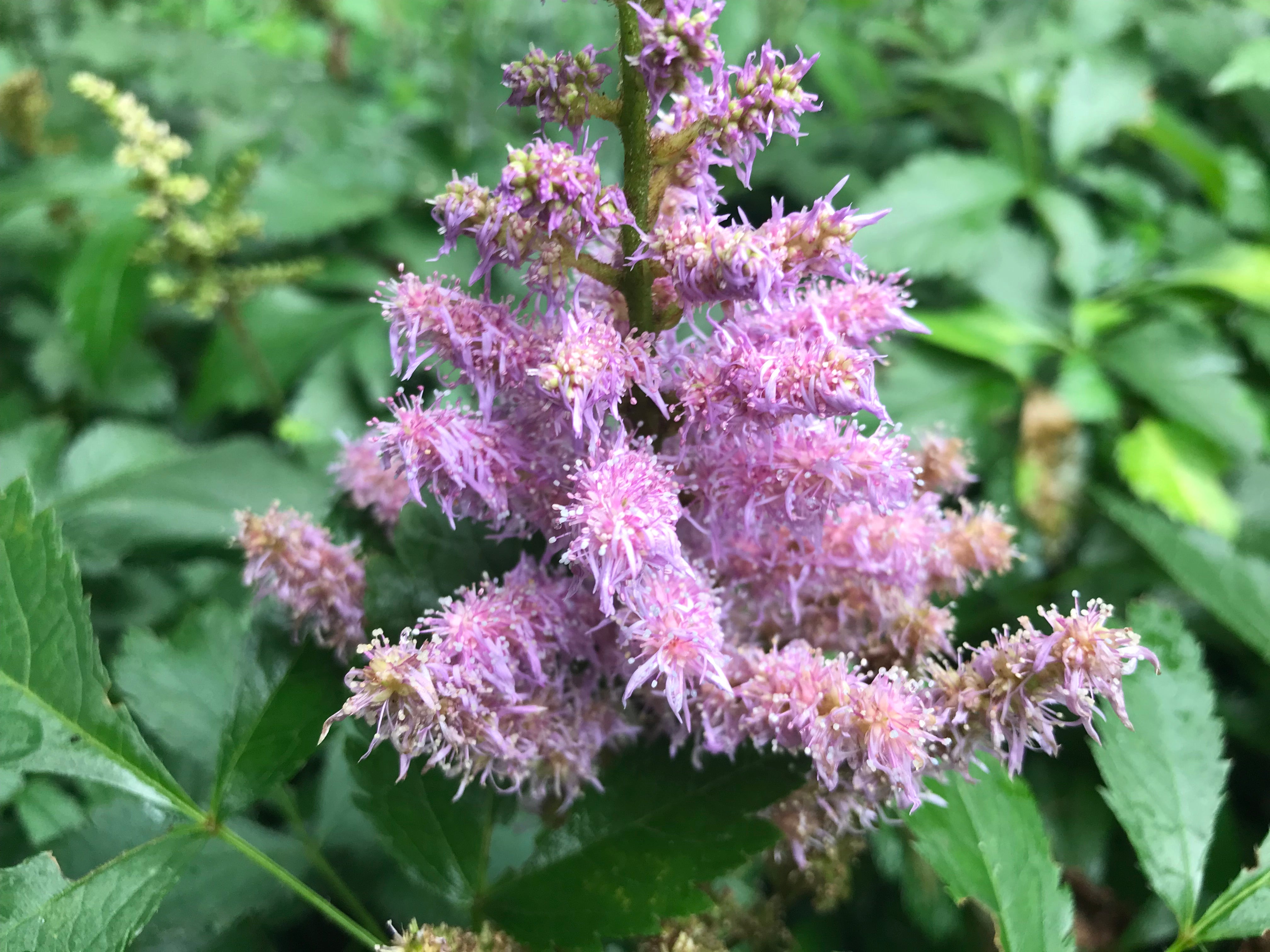 Astilbe chinensis 'Pumila' – Fieldstone Gardens Inc