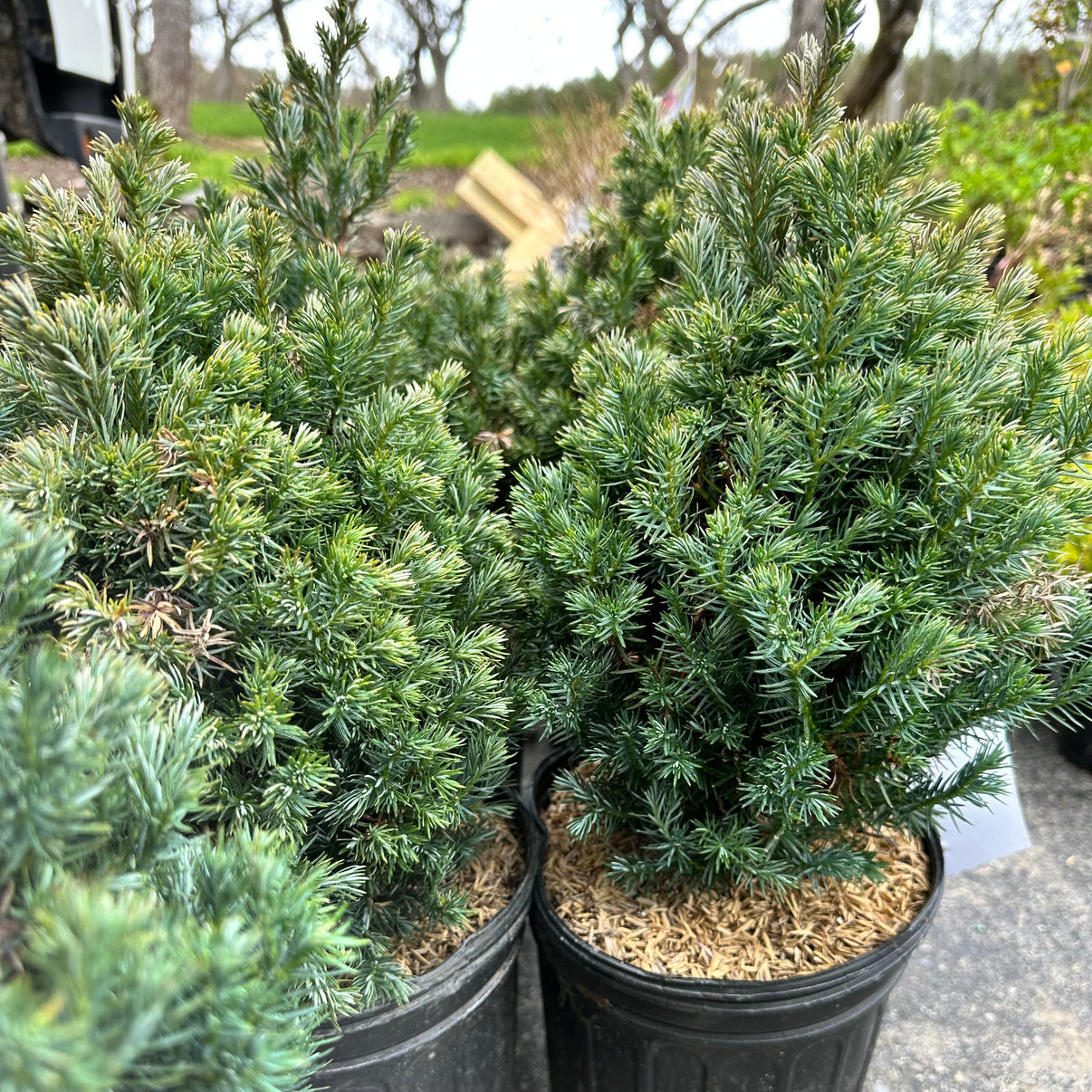 Chamaecyparis pisifera Baby Blue Ice – Fieldstone Gardens Inc