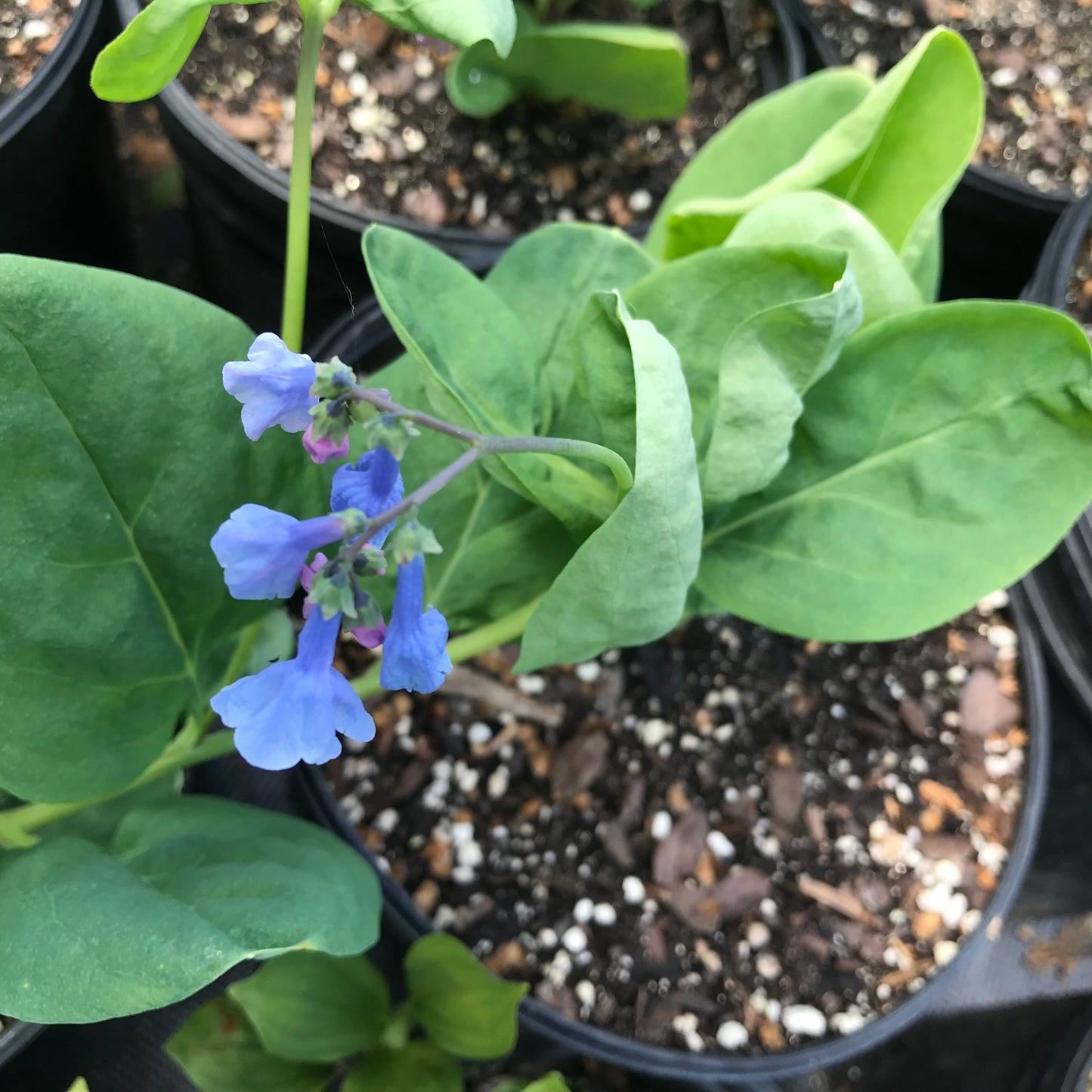 Mertensia virginica (Virginia Bluebells) – Fieldstone Gardens Inc
