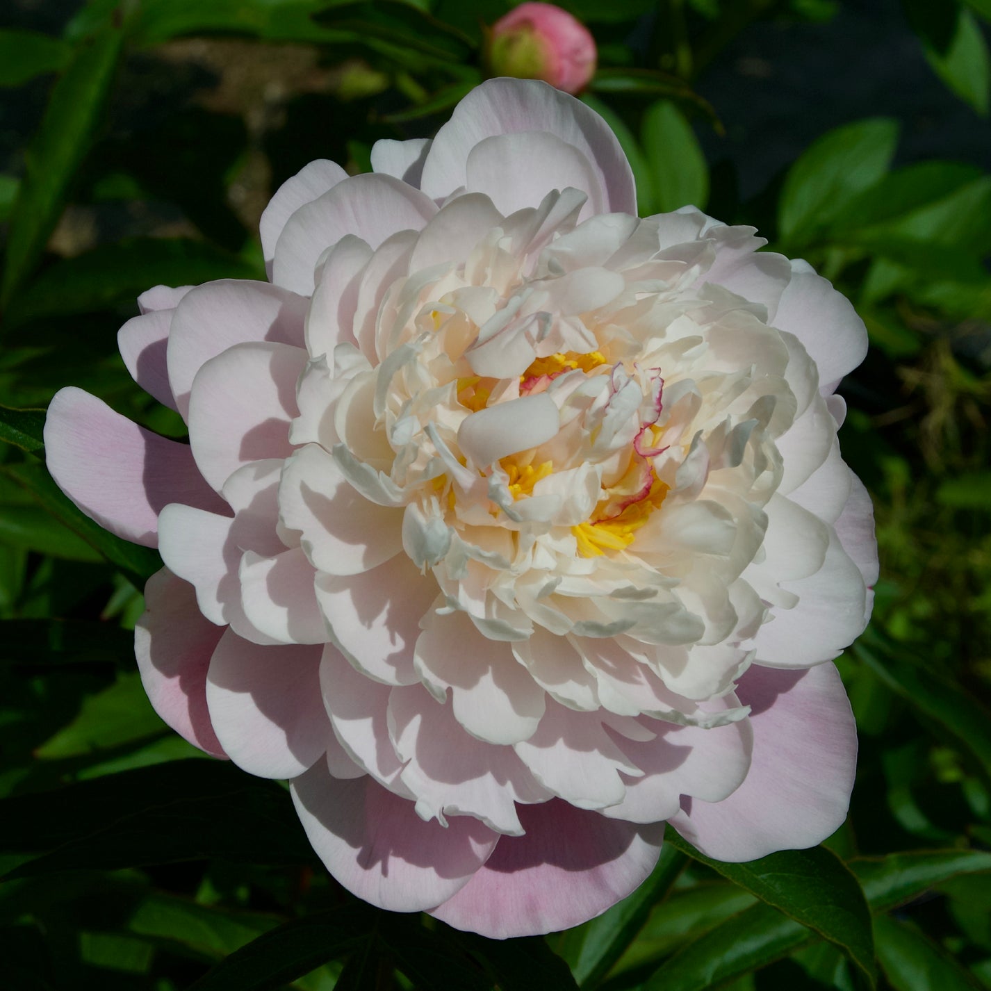 Paeonia lactiflora 'Catharina Fontijn' (Peony) – Fieldstone Gardens Inc