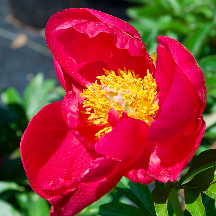 Paeonia 'Paula Fay' (Herbaceous Hybrid Peony) – Fieldstone Gardens Inc