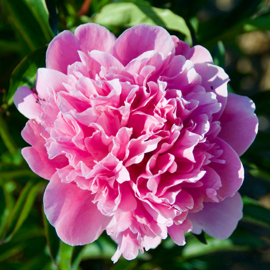 Paeonia lactiflora 'Queen of Hamburg' (Peony) – Fieldstone Gardens Inc