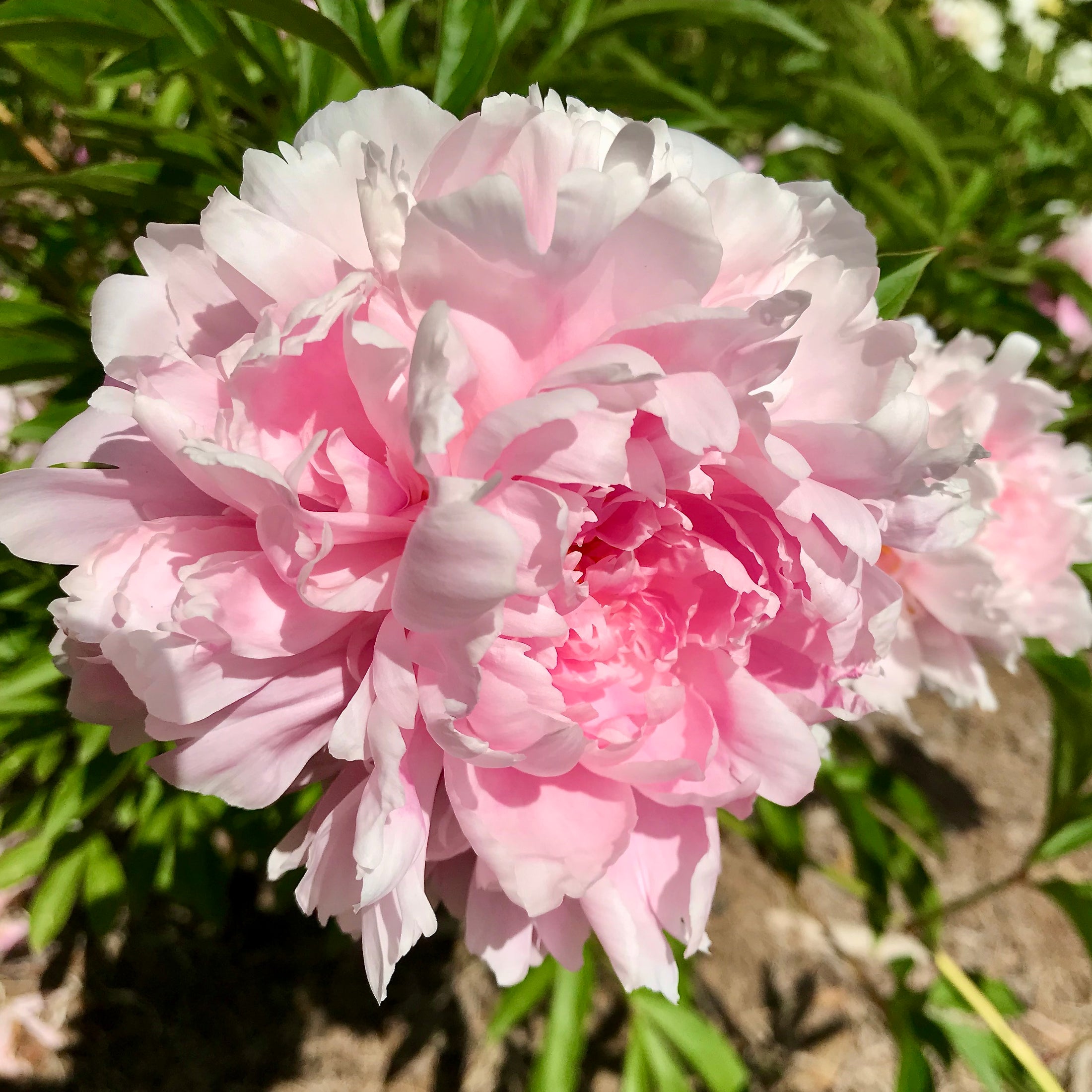 Paeonia lactiflora 'Walter Faxon' (Peony) – Fieldstone Gardens Inc