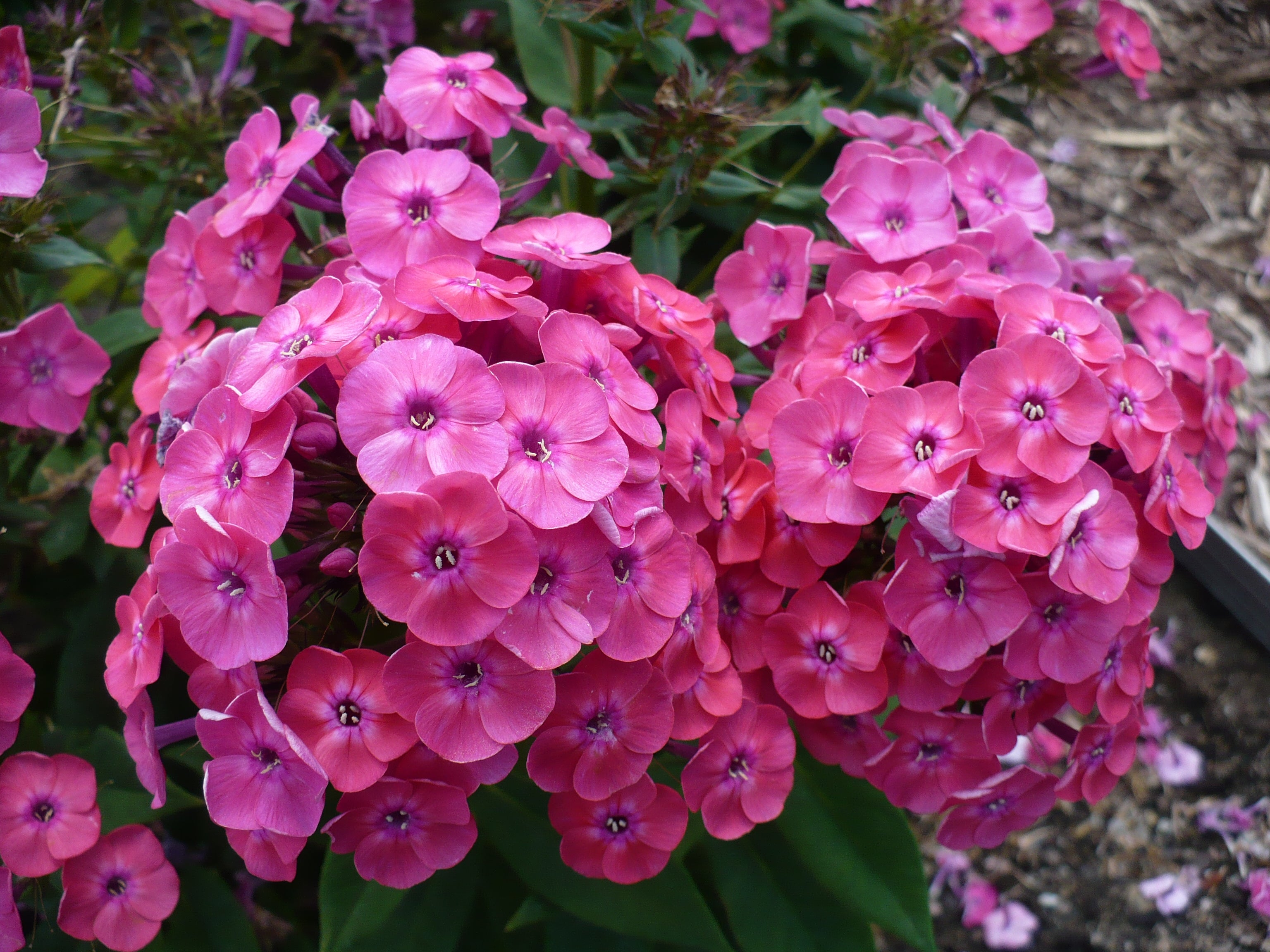 Phlox paniculata 'Junior Dance' – Fieldstone Gardens Inc