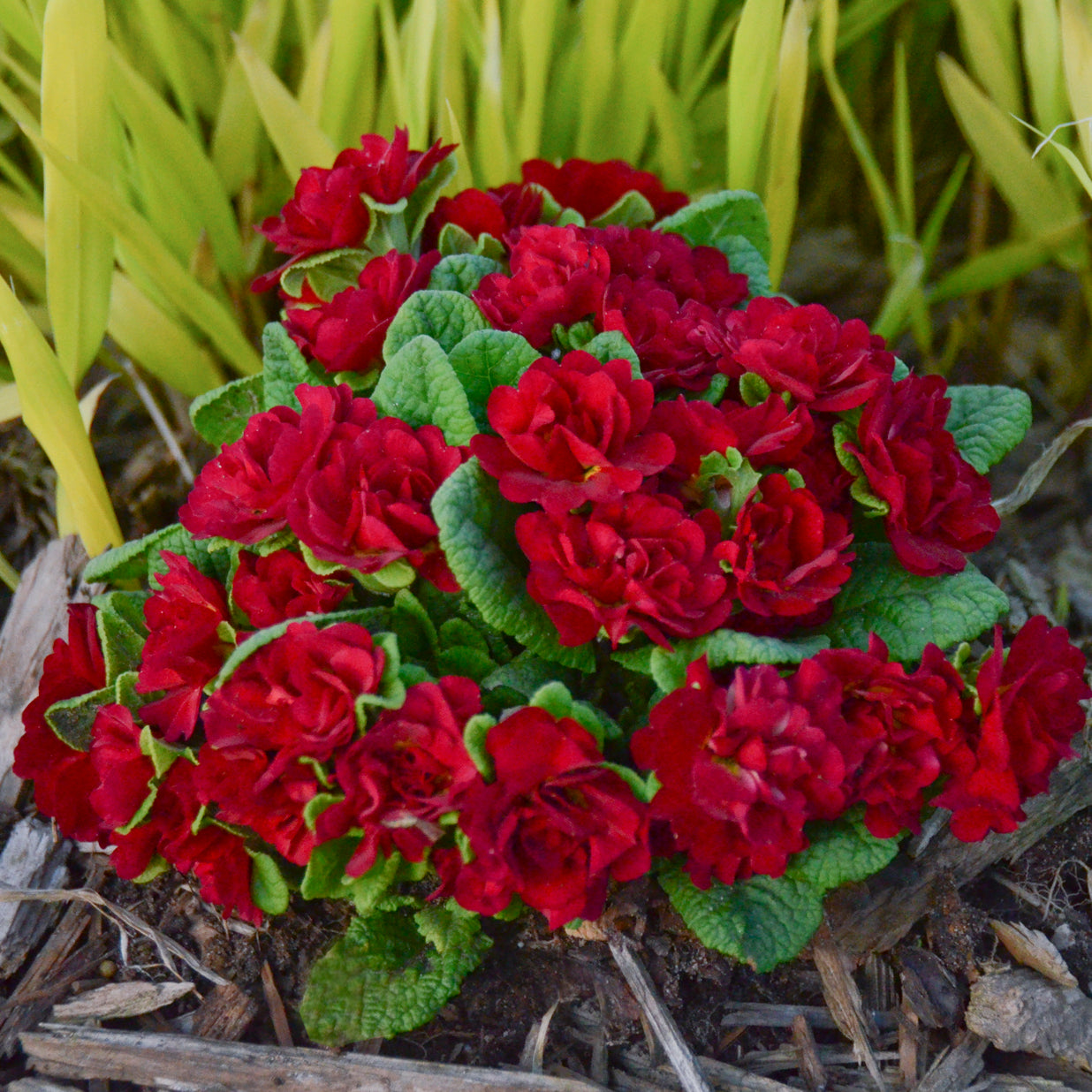 Primula vulgaris 'Belarina® Valentine' – Fieldstone Gardens Inc