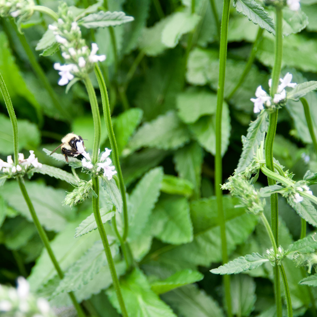 Stachys officinalis 'Alba' – Fieldstone Gardens Inc