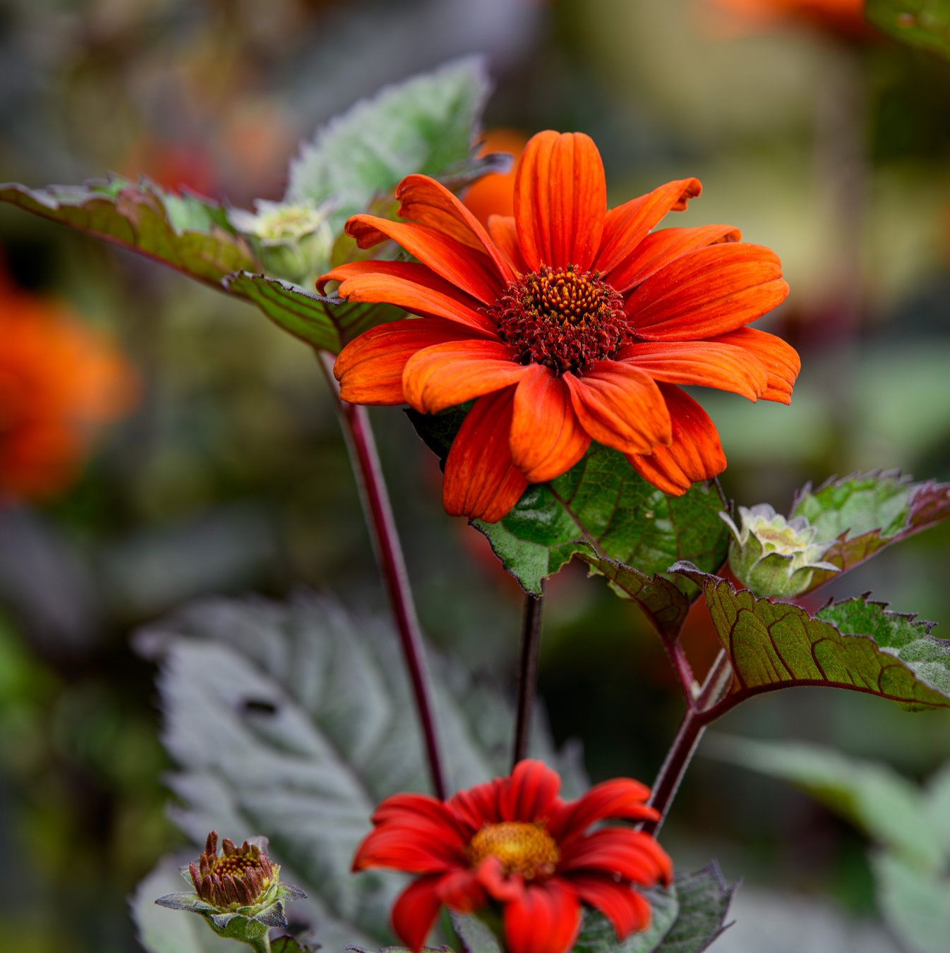 Heliopsis helianthoides 'Bleeding Hearts' (False Sunflower ...