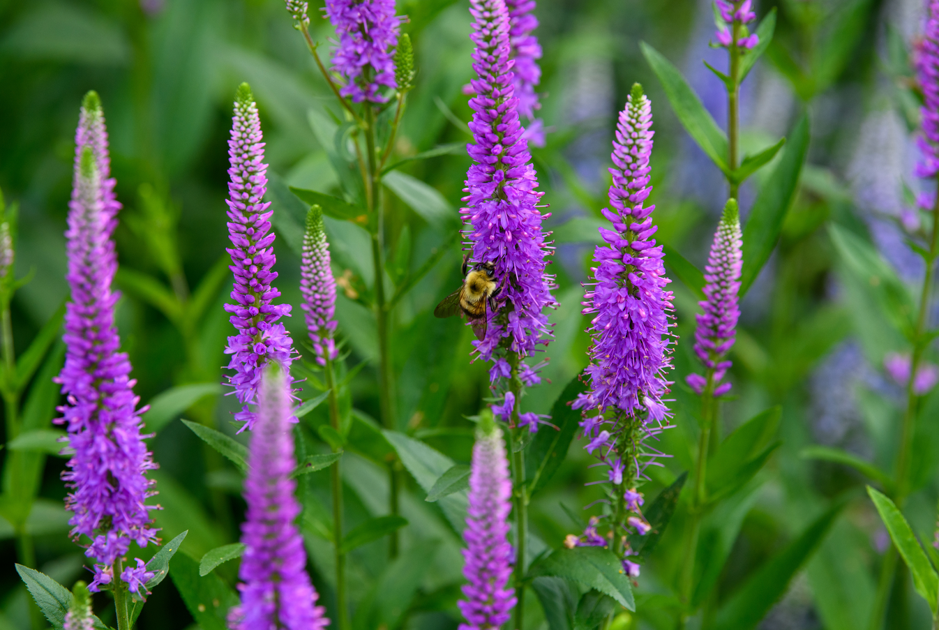 Veronica spicata 'Purpleicious' – Fieldstone Gardens Inc