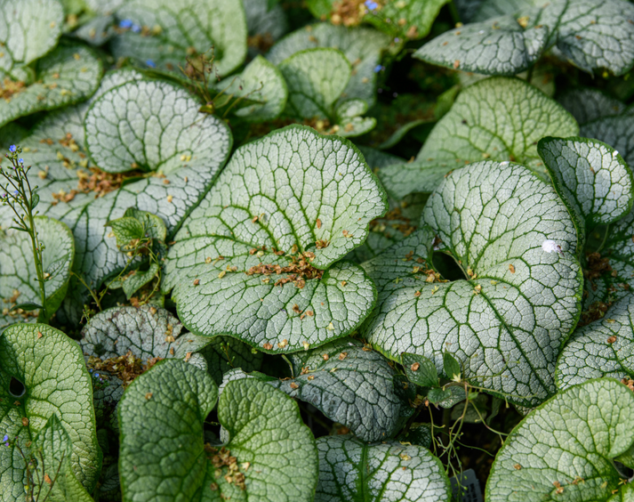 Brunnera macrophylla 'Alexander's Great' – Fieldstone Gardens Inc