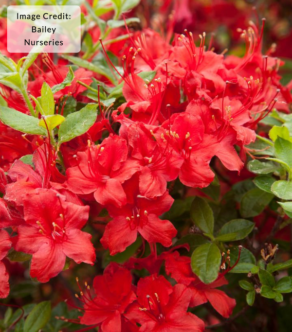 Azalea Electric Lights™ Red – Fieldstone Gardens Inc