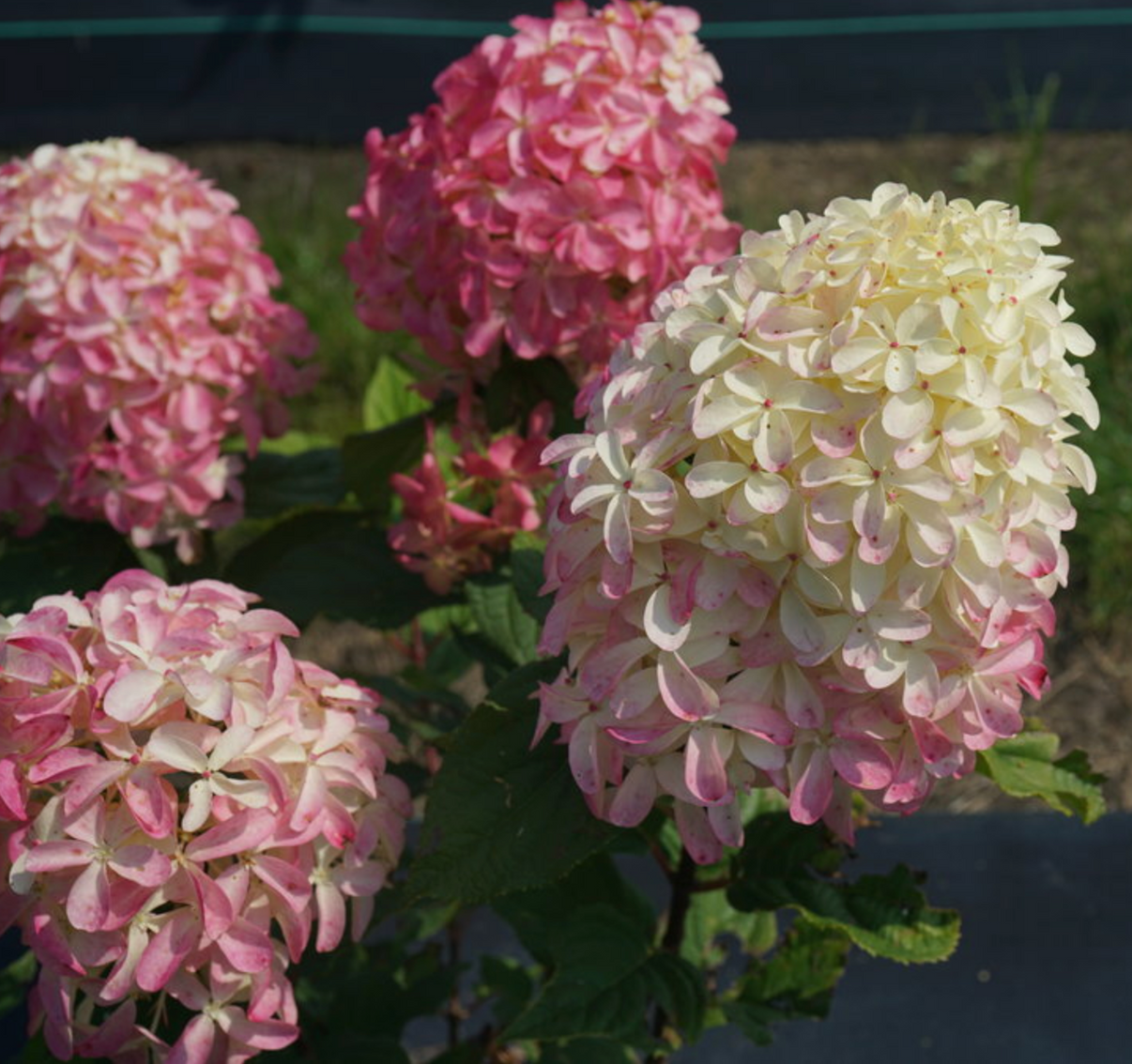 Hydrangea paniculata 'Quick Fire Fab' - (Tree) – Fieldstone Gardens Inc