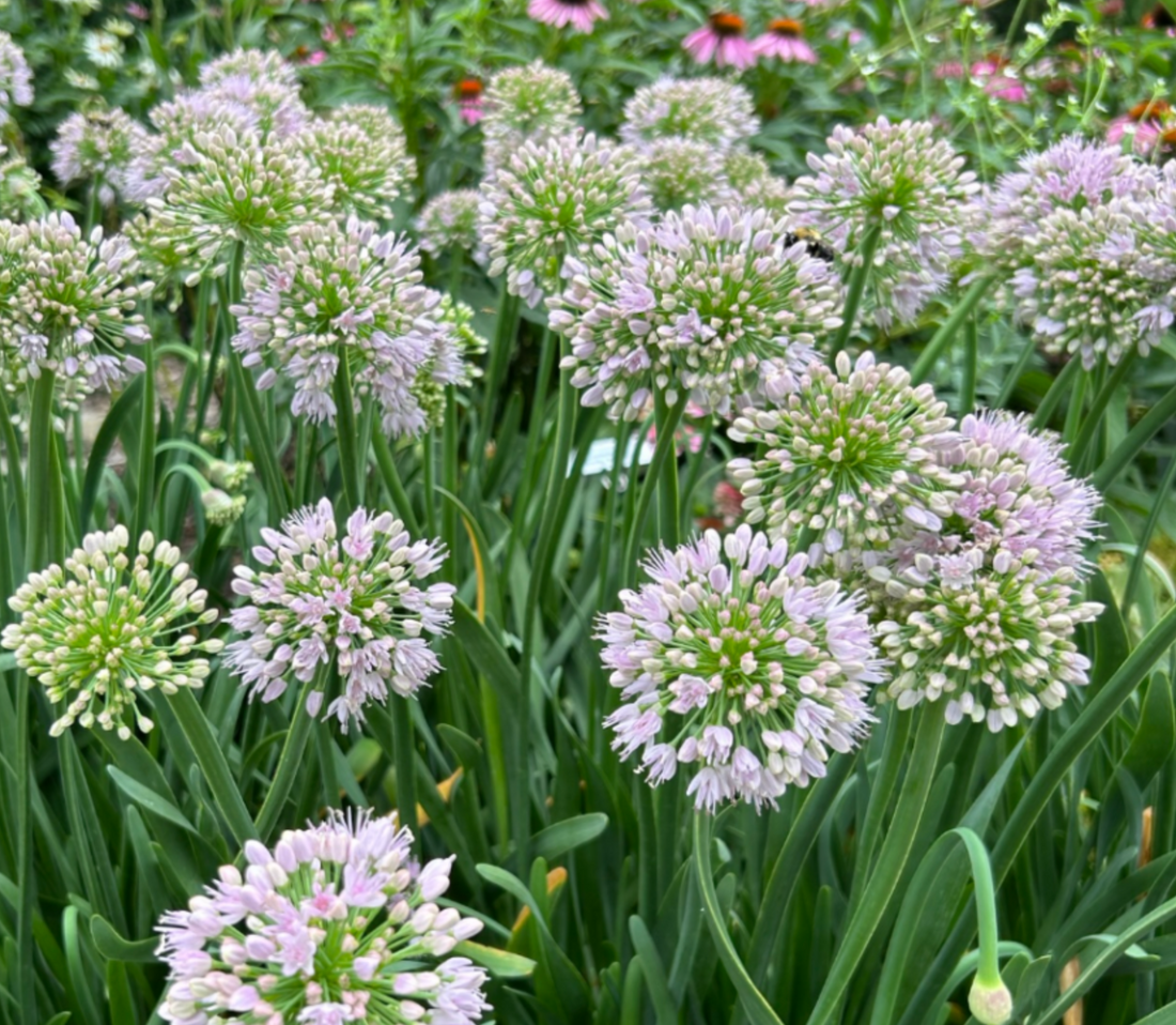 Allium 'Big Beauty' (Ornamental Onion) – Fieldstone Gardens Inc