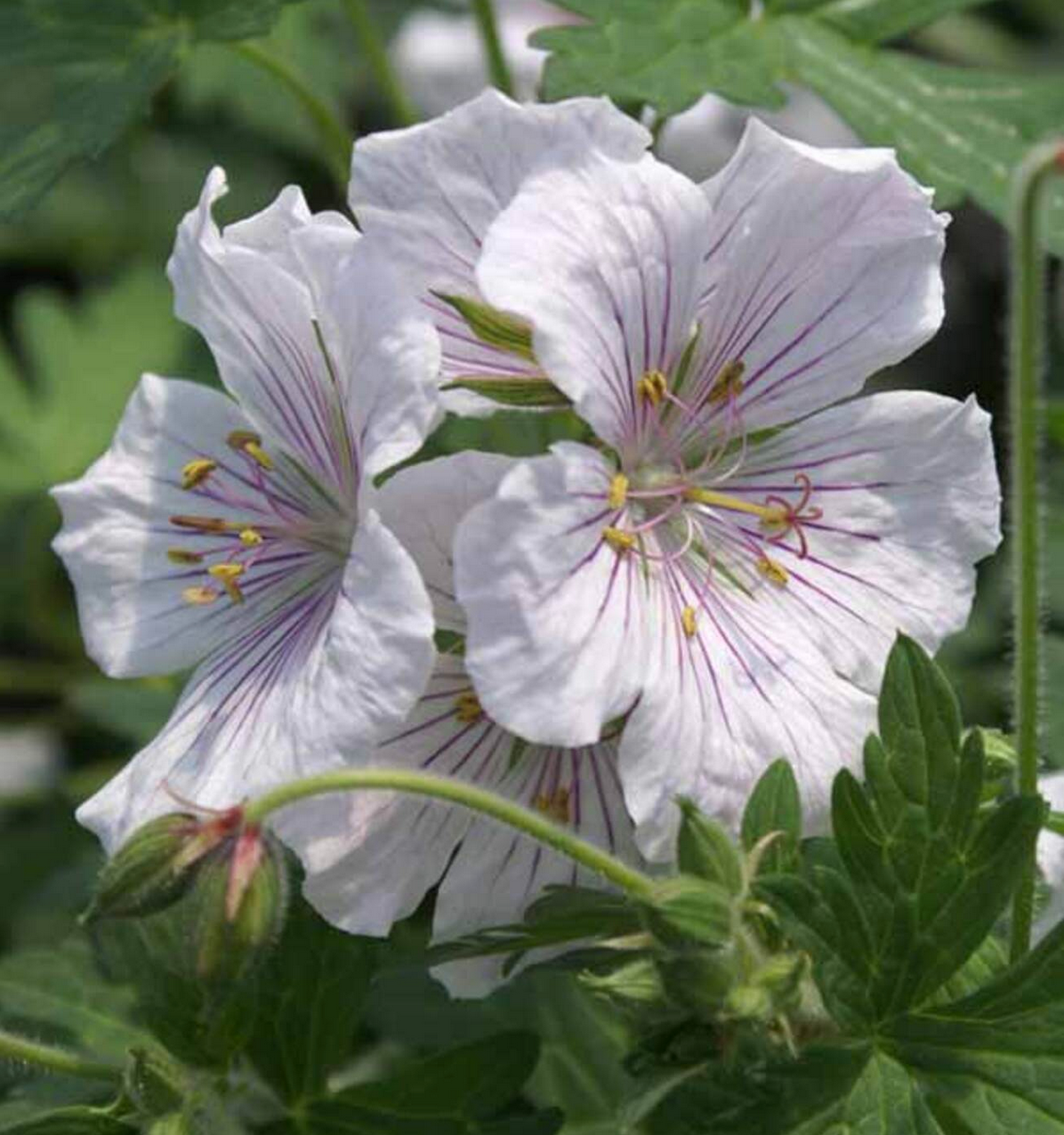 Geranium himalayense 'Derrick Cook' – Fieldstone Gardens Inc