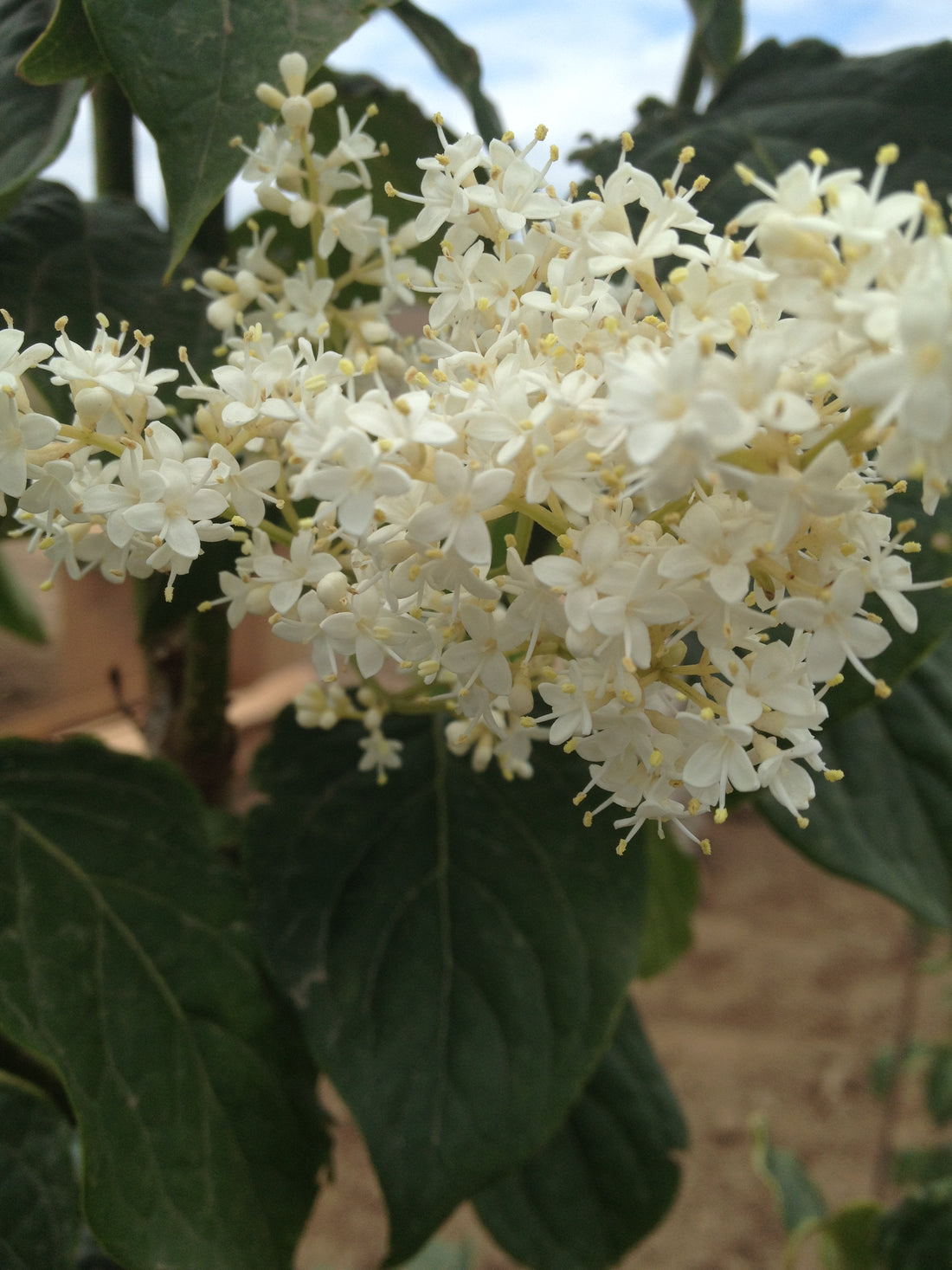 Syringa reticulata 'Ivory Pillar'™ – Fieldstone Gardens Inc