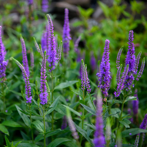 Veronica spicata 'Purpleicious' (Speedwell) – Fieldstone Gardens Inc