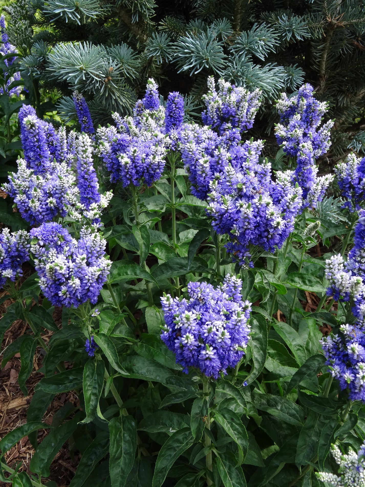 Veronica x 'Blue Bomb' (Speedwell) – Fieldstone Gardens Inc
