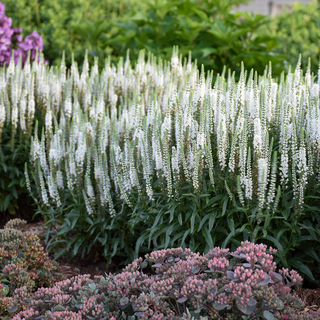 Veronica x 'White Wands' (Speedwell) – Fieldstone Gardens Inc